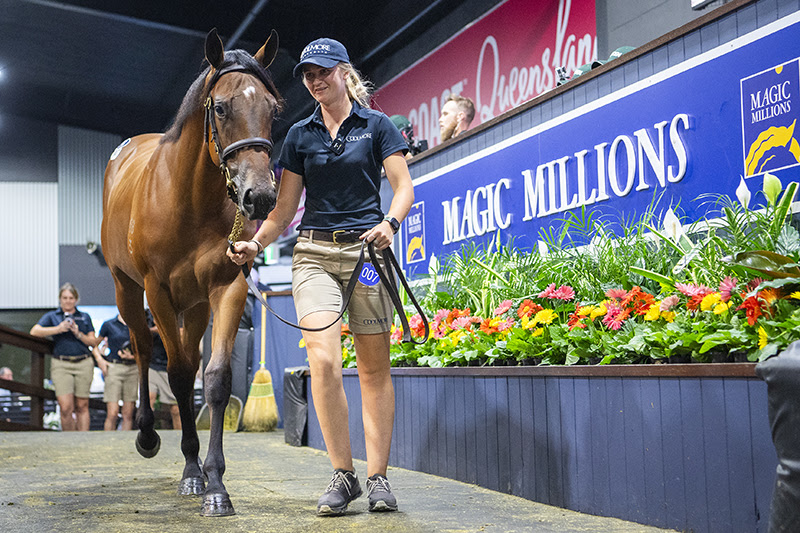 Magic Millions Opens Entries for 2026 Sales « Breeding Racing