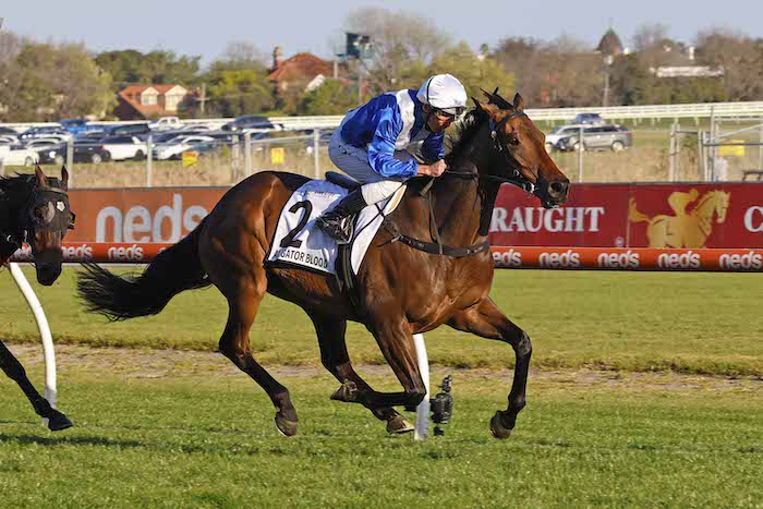 Alligator Blood Racing Future Clouded « Breeding Racing