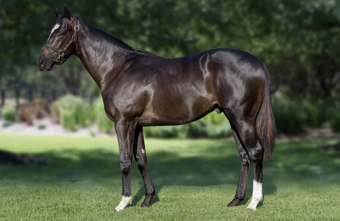 Gr1 Performer Bruckner to Stand at Widden Victoria « Breeding Racing