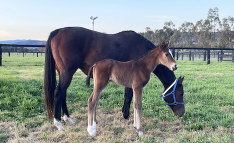 Farnan's First Foal Arrives for Kia Ora « Breeding Racing