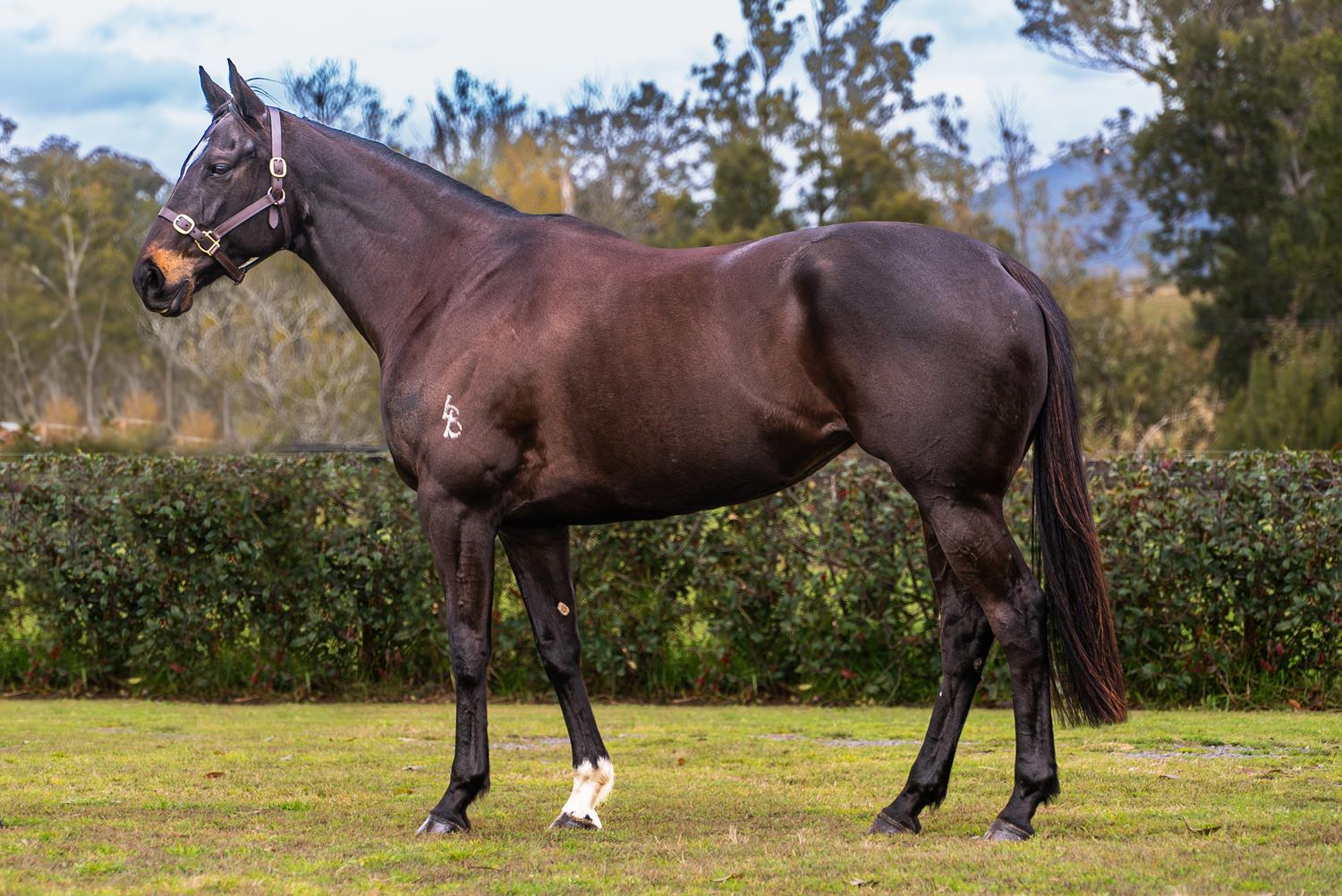 Mirra View Amongst Quality Inglis Digital Entries « Breeding Racing