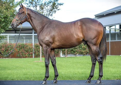 Team Hawkes To Debut Valuable Shalaa Colt « Breeding Racing