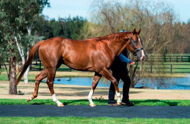 Star Vinery Sire Turns Heads Again « Breeding Racing