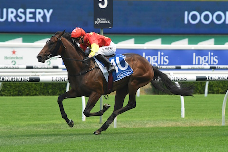 Snitzel Blazes to New Mark in Just Seven Months « Breeding Racing